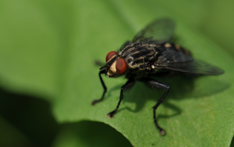 Fly Infestation Causes, in House, Outside and How to Get Rid - American ...