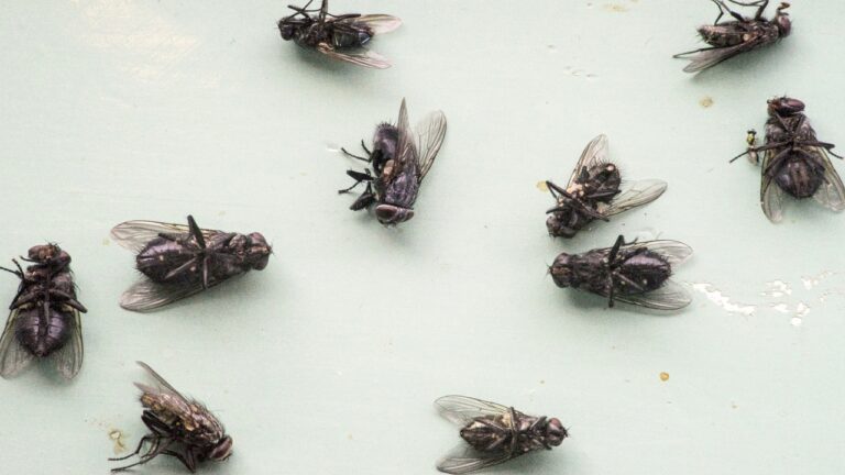 Fly Infestation Causes, in House, Outside and How to Get Rid - American ...