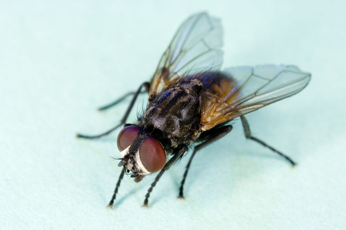 Fly Infestation Causes, in House, Outside and How to Get Rid - American ...