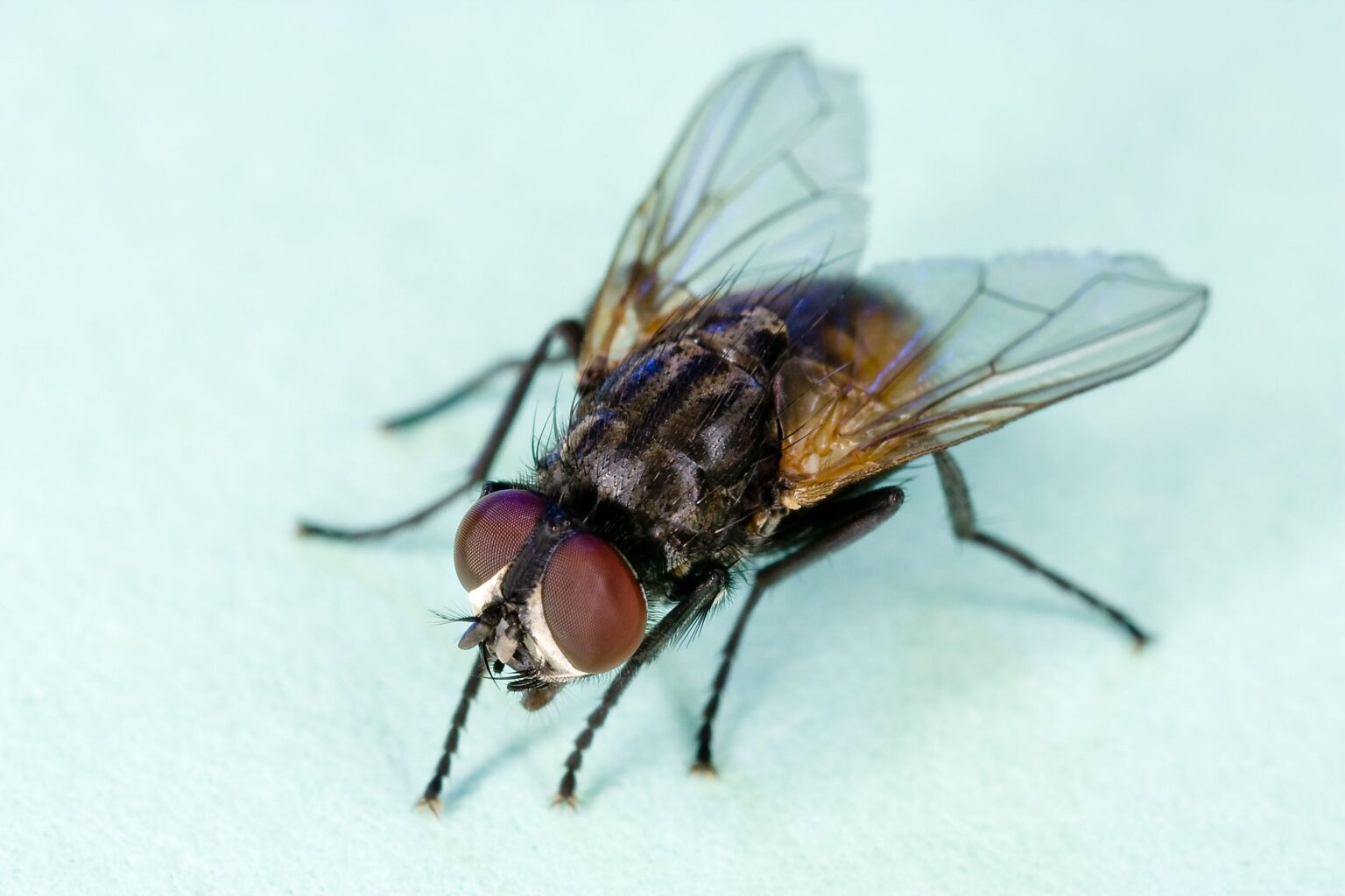 Fly Infestation Causes, in House, Outside and How to Get Rid - American ...
