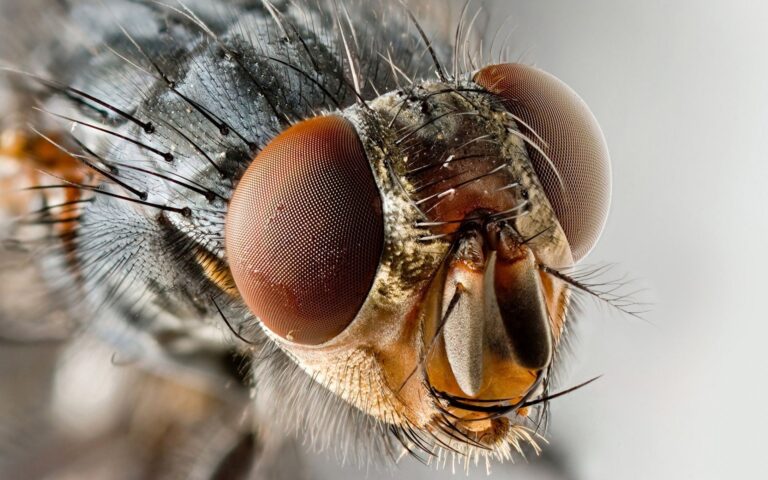 Fly Infestation Causes, in House, Outside and How to Get Rid - American ...