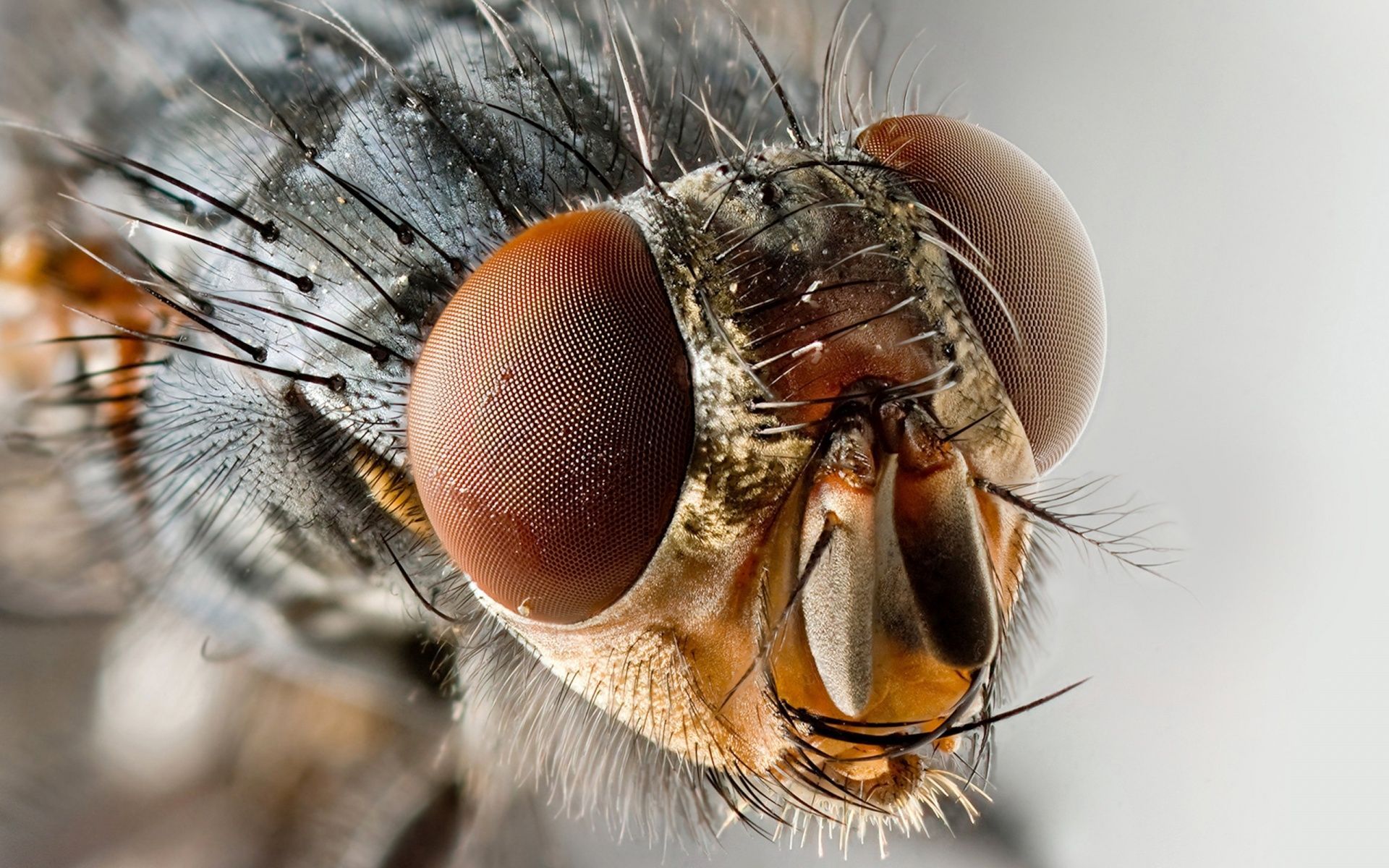 Fly Infestation Causes, in House, Outside and How to Get Rid - American ...