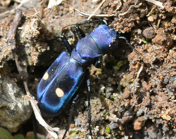 Velvet Ants Sting, Male, Blue, White, Eastern and their Habitat ...