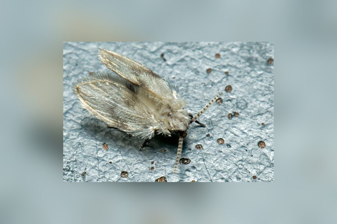 How to Get Rid of Drain Flies – Fast, with Vinegar and Naturally ...