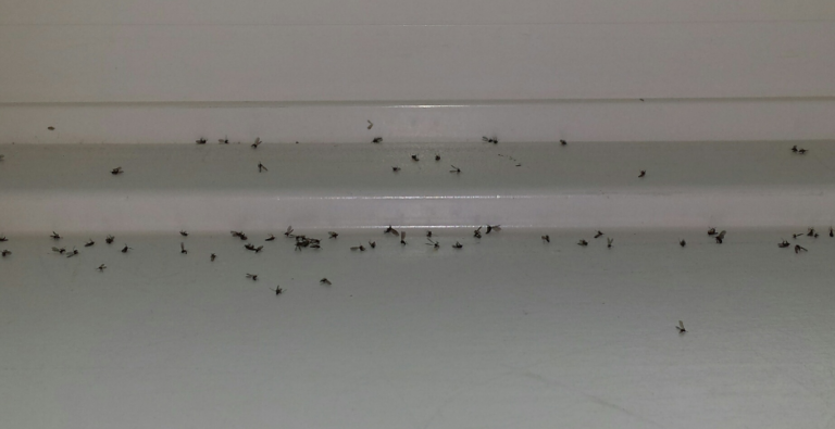 How to Get Rid of Drain Flies – Fast, with Vinegar and Naturally ...