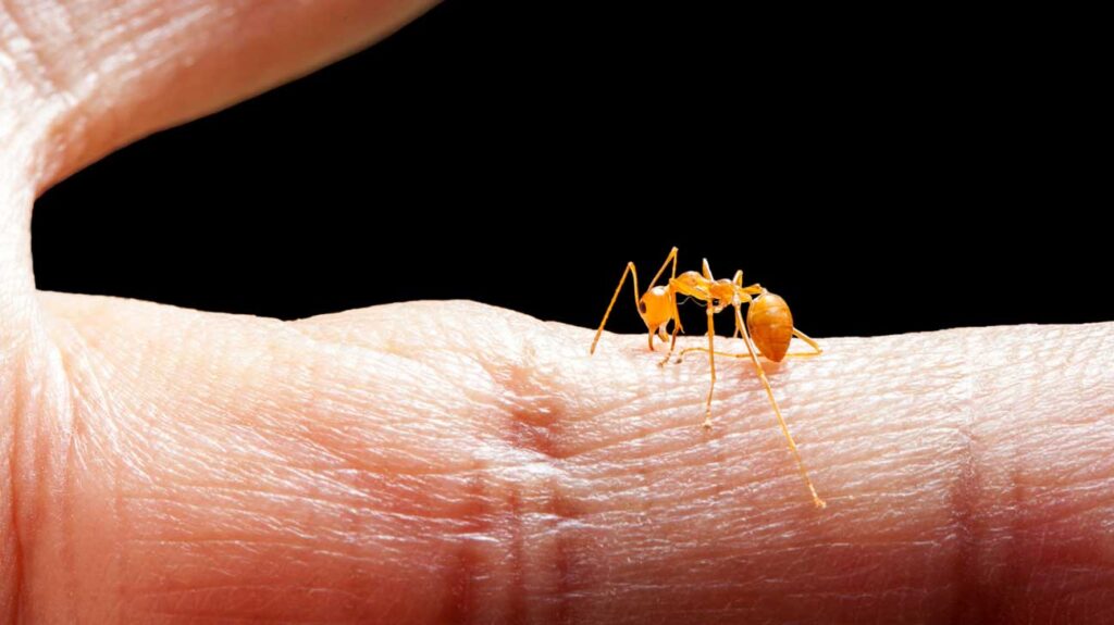 How To Treat Fire Ants Bites Home Remedies Soothing Get Rid American Celiac