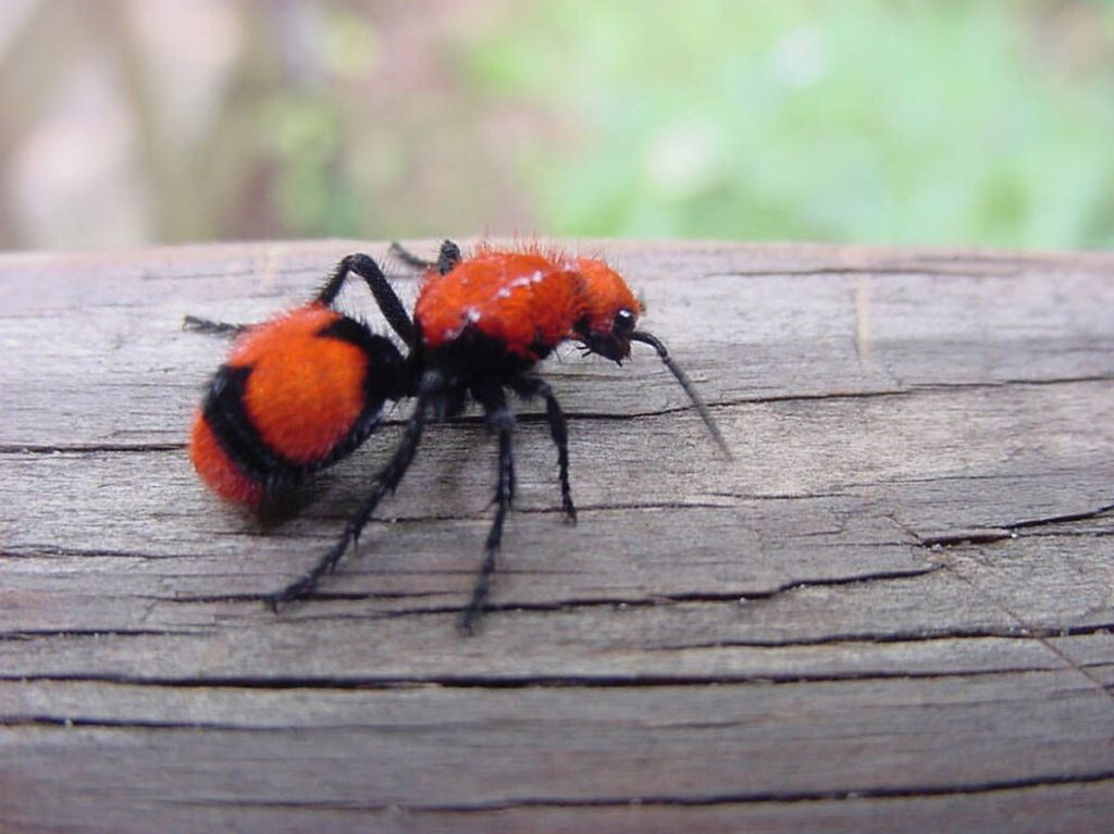 Velvet Ants Sting, Male, Blue, White, Eastern and their Habitat ...