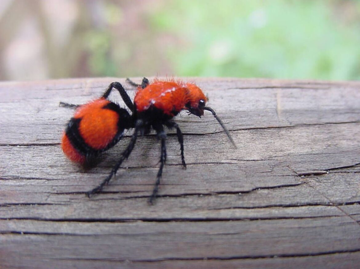 Velvet Ants Sting, Male, Blue, White, Eastern and their Habitat ...