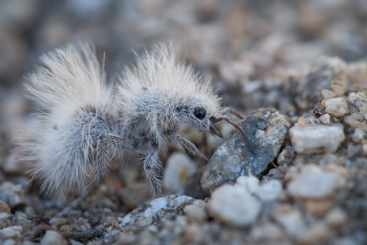 Velvet Ants Sting, Male, Blue, White, Eastern and their Habitat ...