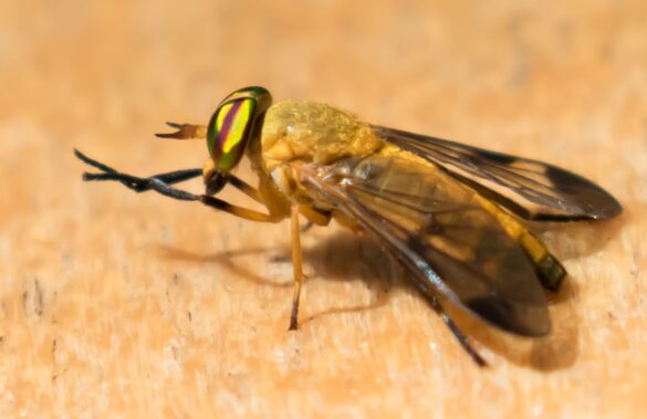 Yellow Flies Bites, How to Kill and Repellants - American Celiac