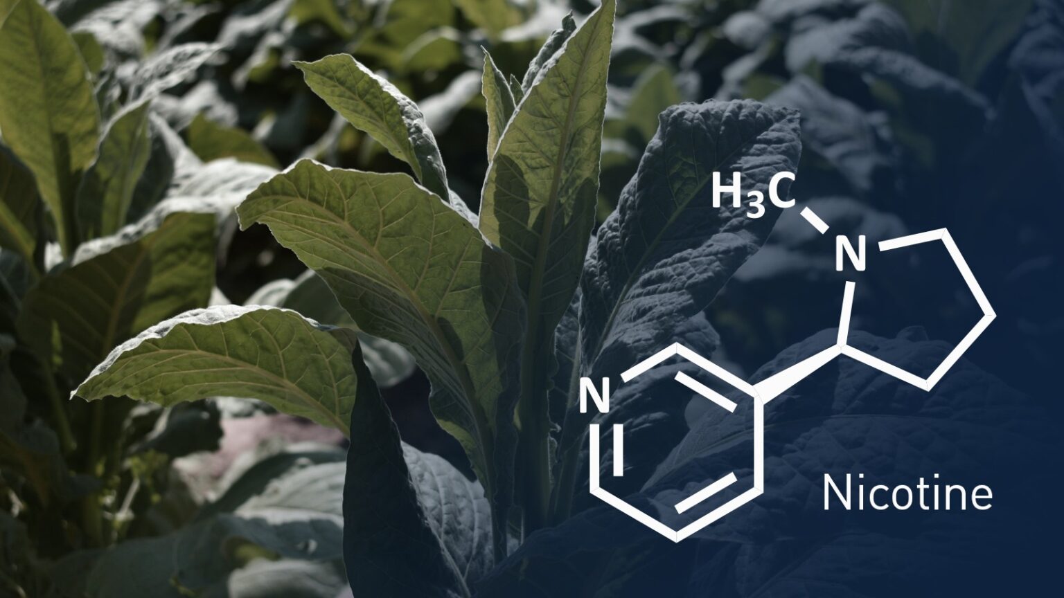 Why Menthol Remains the Most Popular Vape Flavour for Ex-Smokers ...